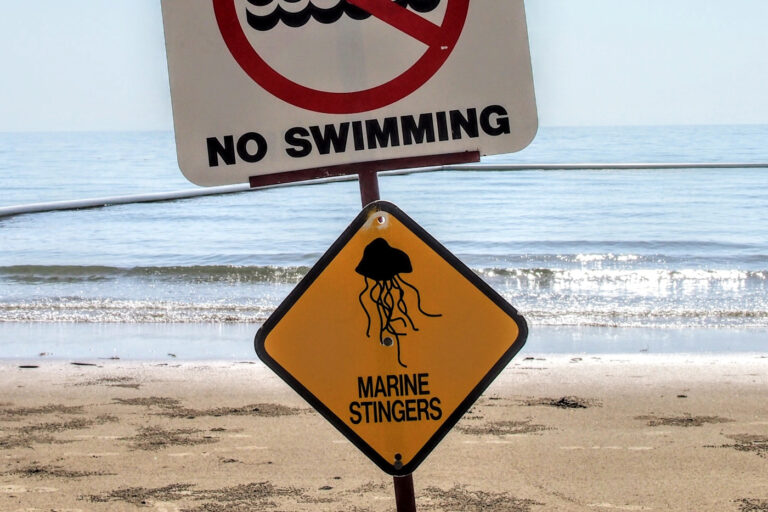 Stinger Season in Port Douglas - Port Douglas Australia